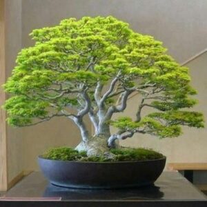 Bonsai en Chile - Todo lo que necesitas - Almabonsai