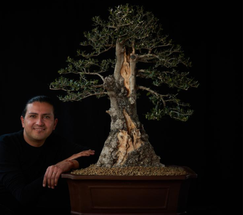 5 Beneficios de practicar bonsai | Almabonsai