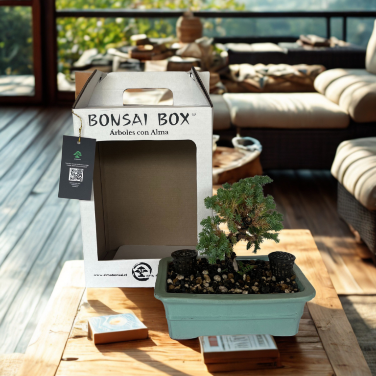 Bonsai | Almabonsai