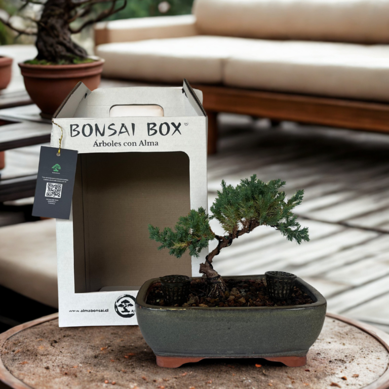 Bonsai | Almabonsai